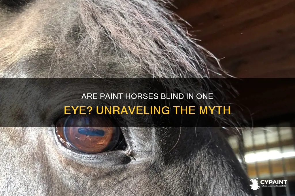 Are Paint Horses Blind In One Eye? Unraveling The Myth | CyPaint