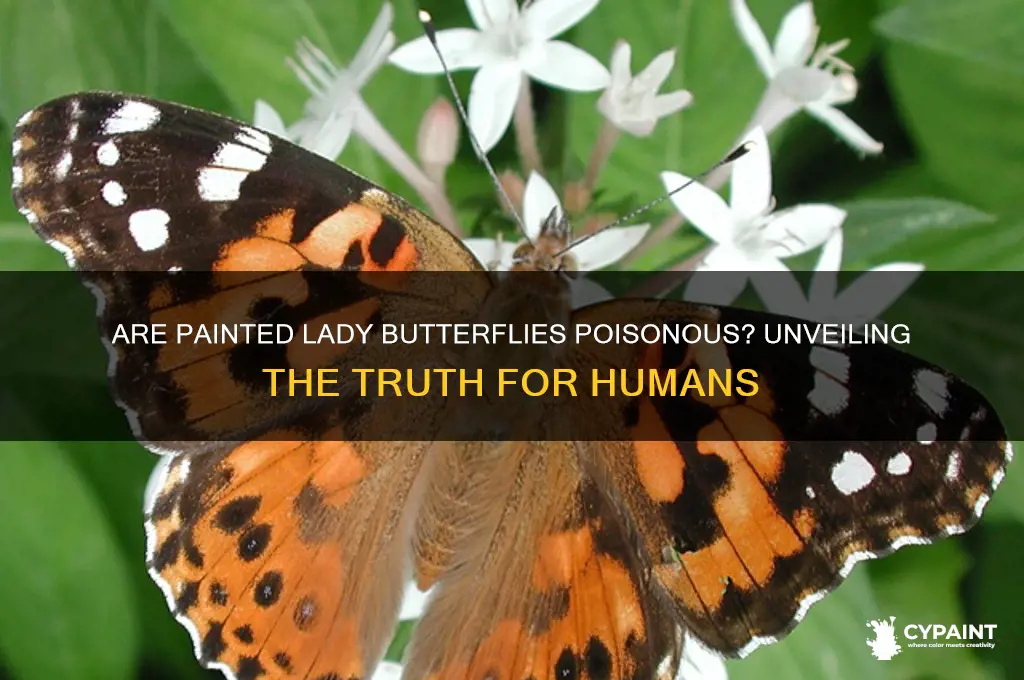 Are Painted Lady Butterflies Poisonous? Unveiling The Truth For Humans ...