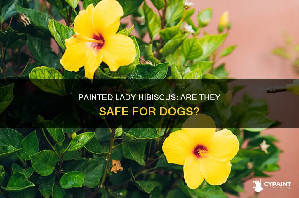 Painted Lady Hibiscus: Are They Safe For Dogs? | CyPaint