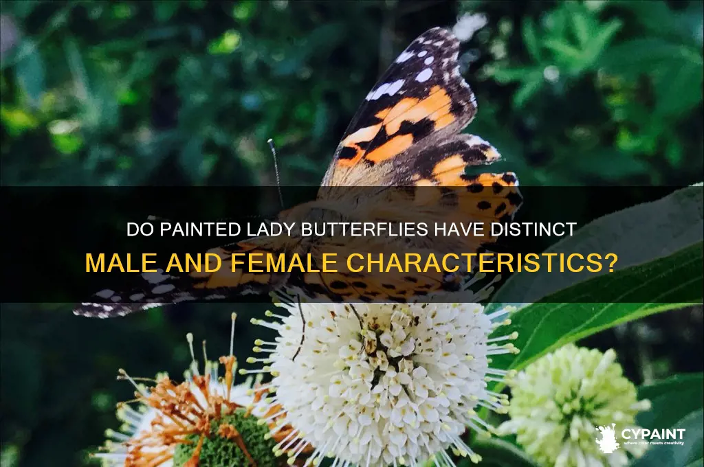 Do Painted Lady Butterflies Have Distinct Male And Female ...