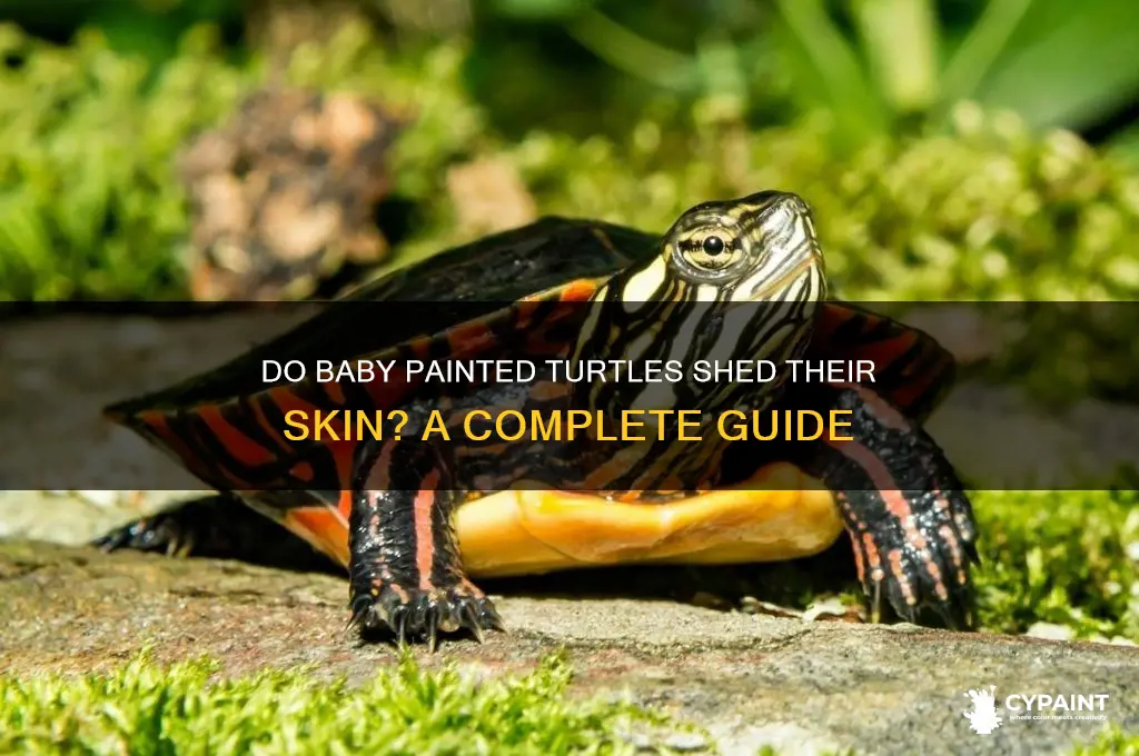 Do Baby Painted Turtles Shed Their Skin? A Complete Guide | CyPaint