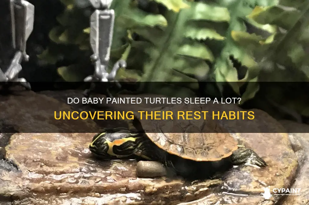 Do Baby Painted Turtles Sleep A Lot? Uncovering Their Rest Habits | CyPaint