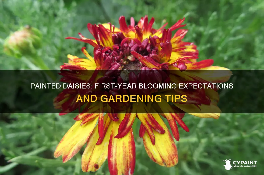 Painted Daisies: First-Year Blooming Expectations And Gardening Tips ...