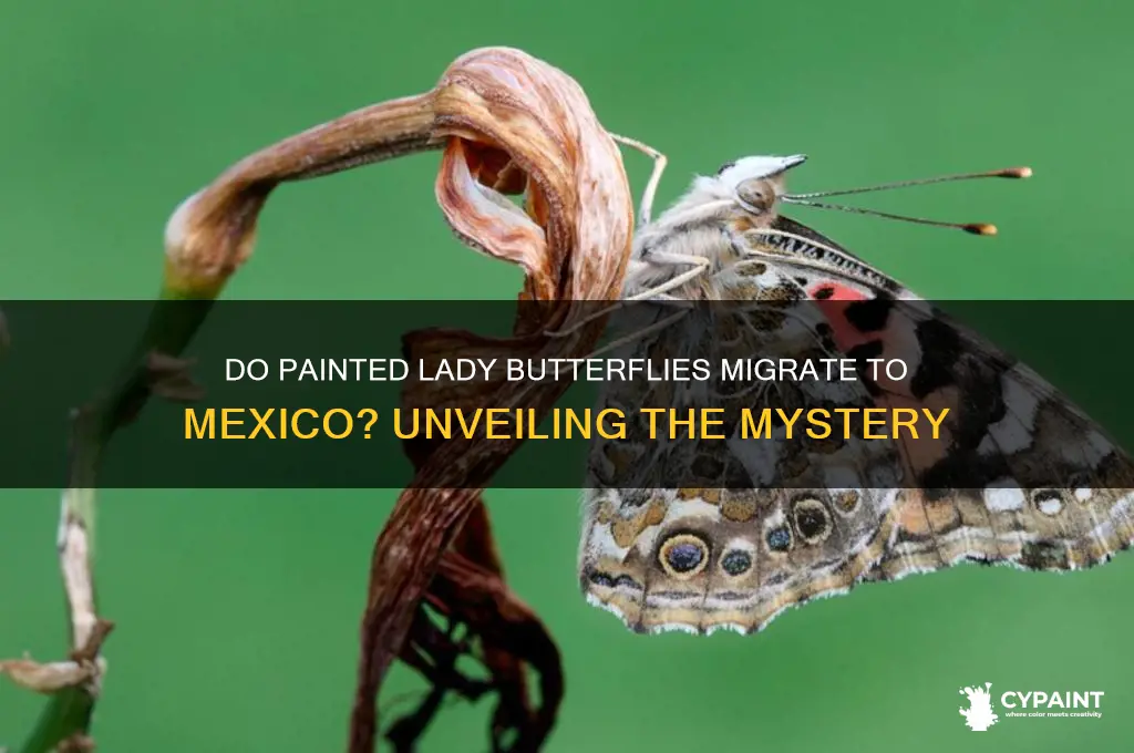 Do Painted Lady Butterflies Migrate To Mexico? Unveiling The Mystery ...