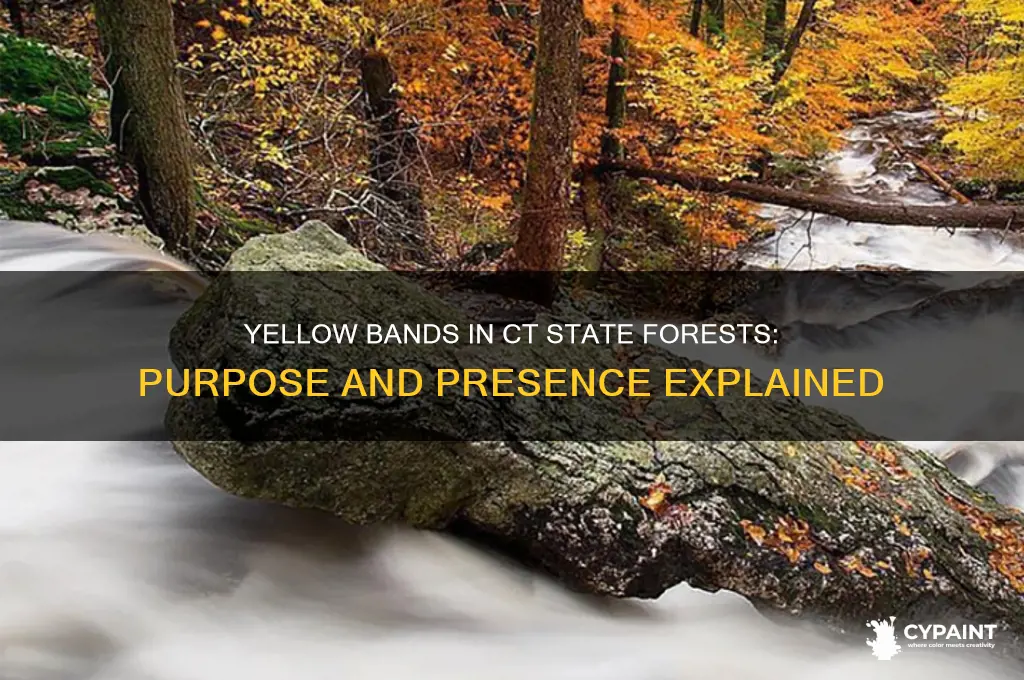 Yellow Bands In Ct State Forests: Purpose And Presence Explained | CyPaint