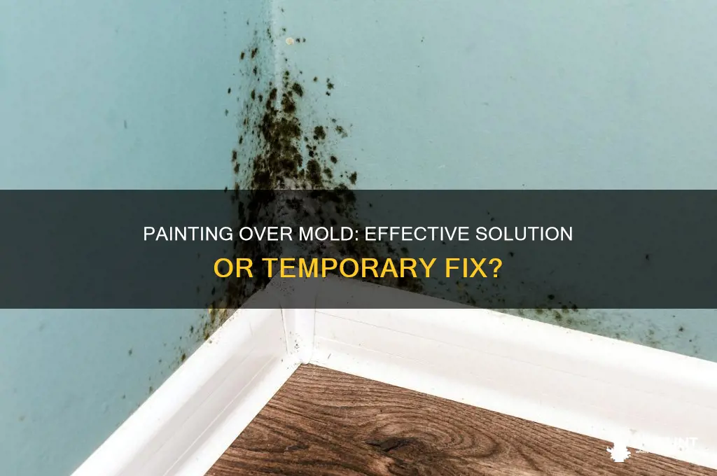 Painting Over Mold: Effective Solution Or Temporary Fix? | CyPaint