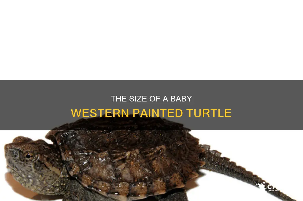 The Size Of A Baby Western Painted Turtle | CyPaint