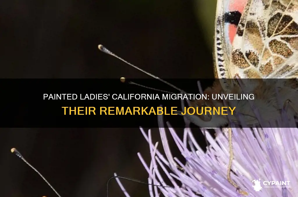 Painted Ladies' California Migration: Unveiling Their Remarkable ...