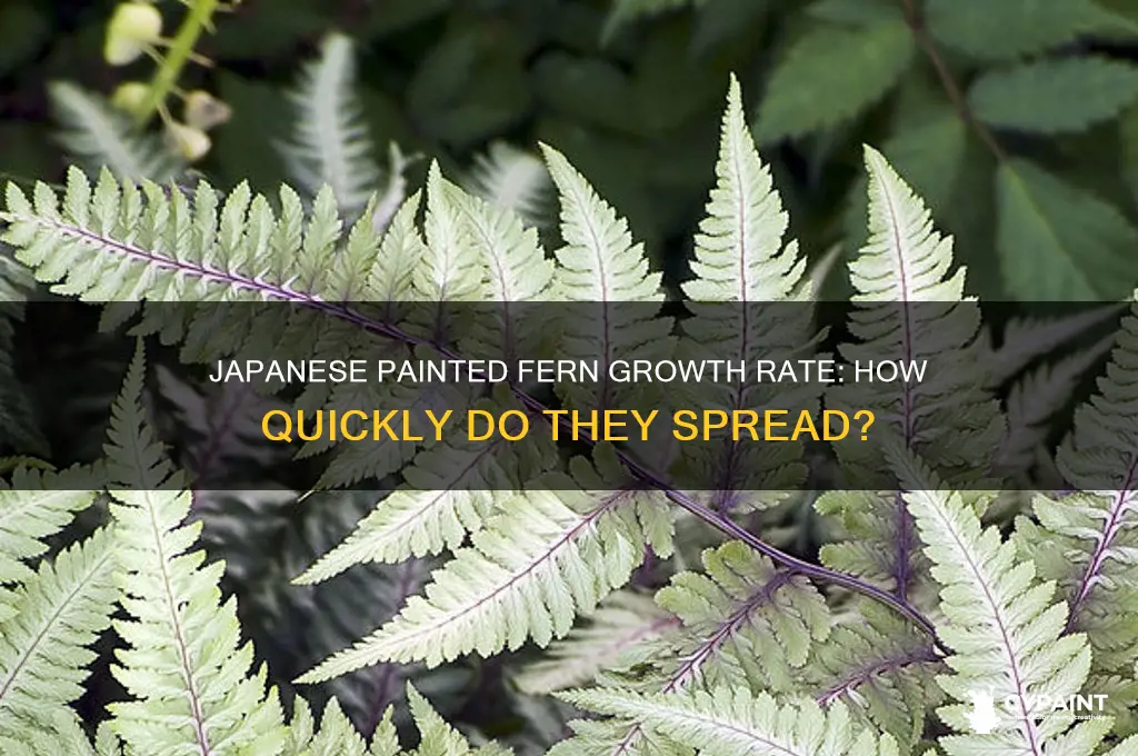 Japanese Painted Fern Growth Rate: How Quickly Do They Spread? | CyPaint