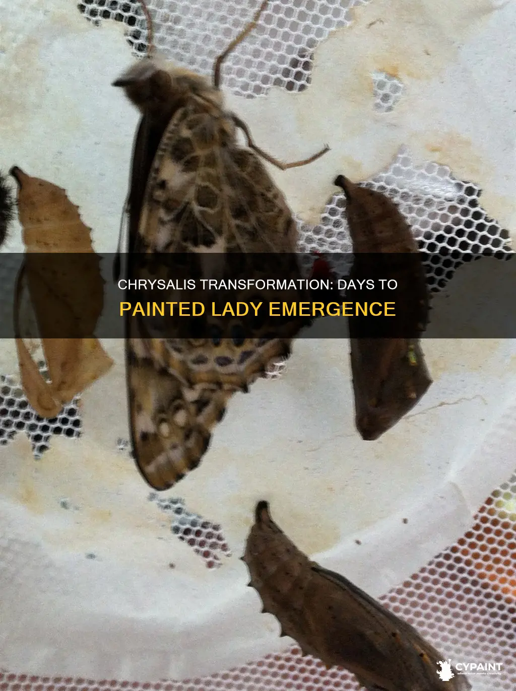 Chrysalis Transformation: Days To Painted Lady Emergence | CyPaint