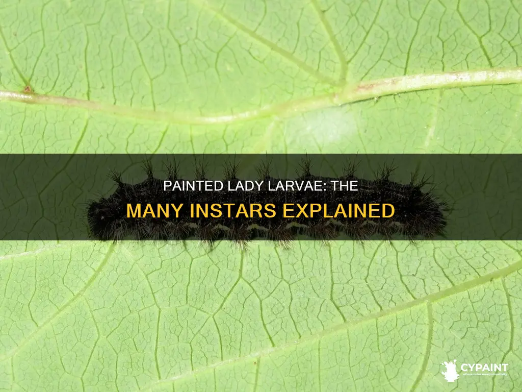 Painted Lady Larvae: The Many Instars Explained | CyPaint