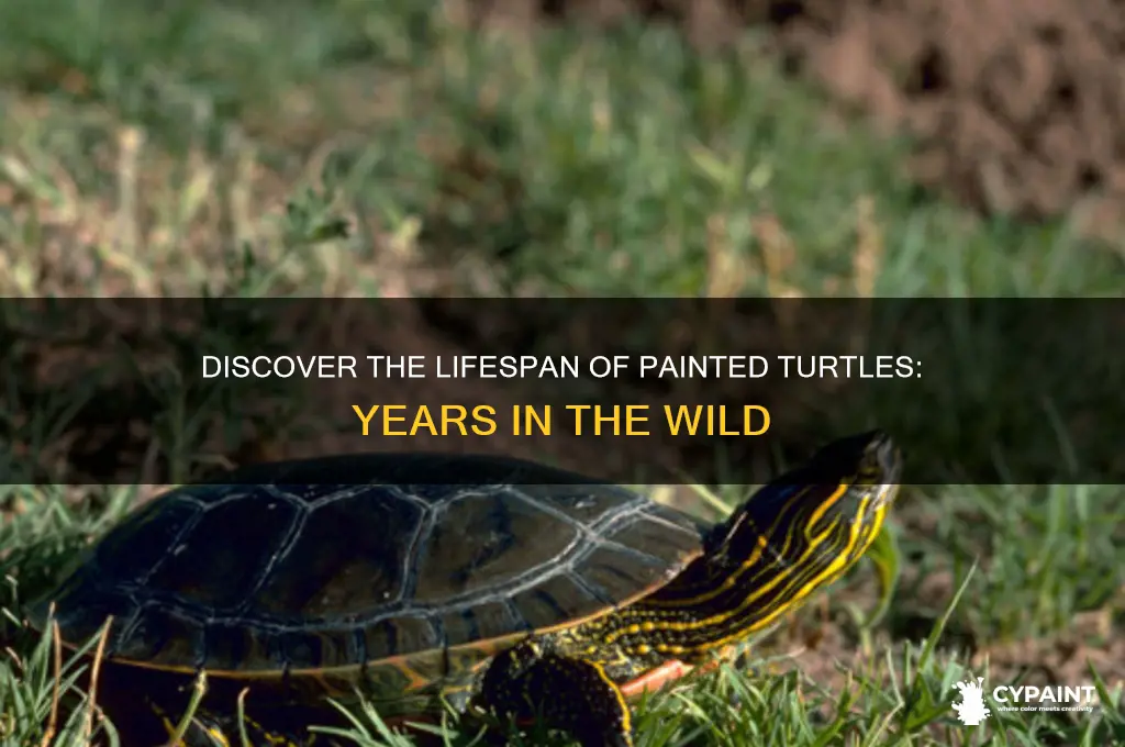 Discover The Lifespan Of Painted Turtles: Years In The Wild | CyPaint