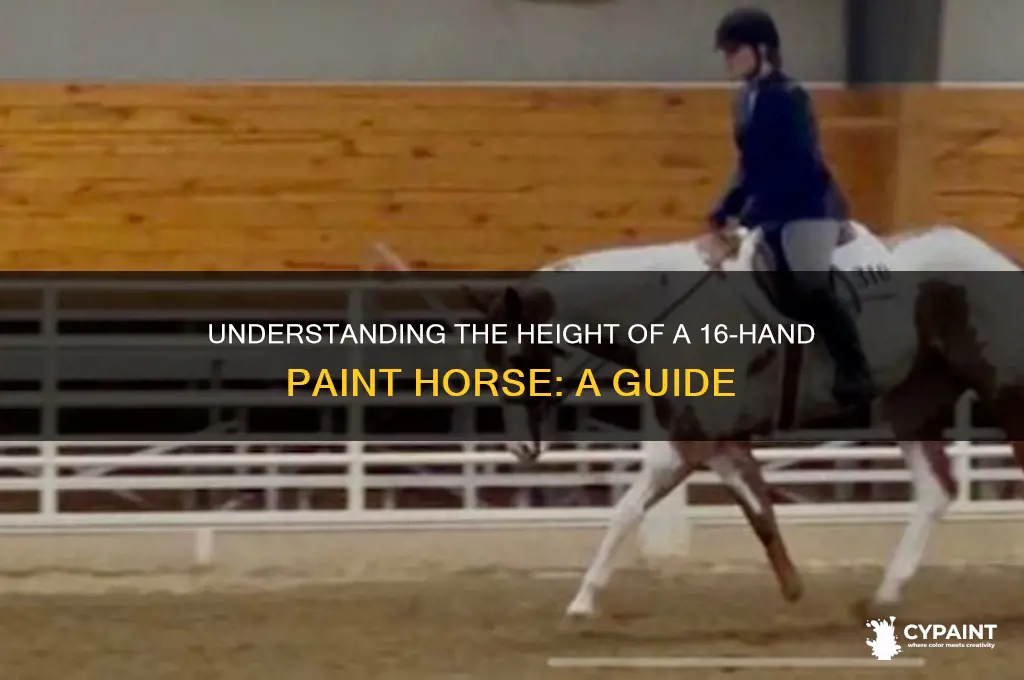 Understanding The Height Of A 16-Hand Paint Horse: A Guide | CyPaint