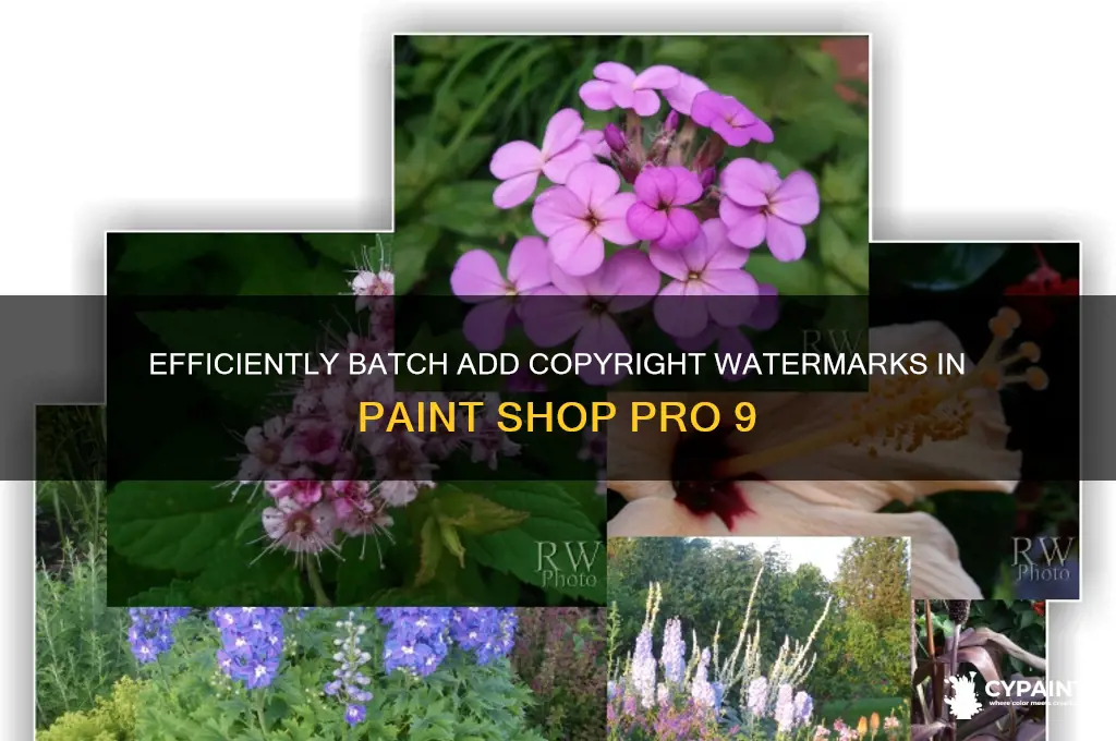 Efficiently Batch Add Copyright Watermarks In Paint Shop Pro 9 | CyPaint