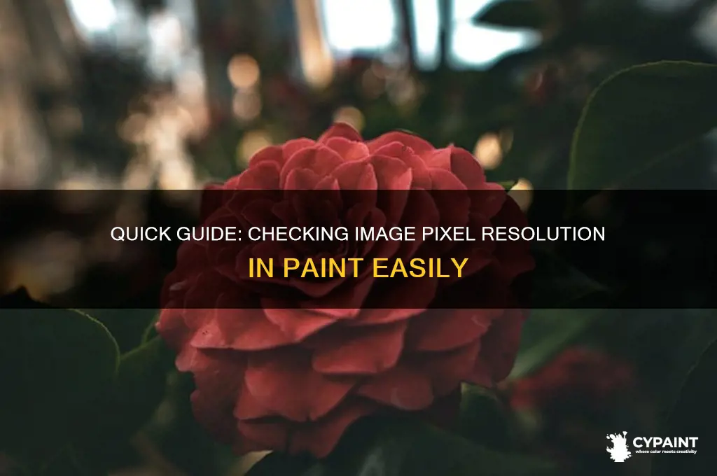 Quick Guide: Checking Image Pixel Resolution In Paint Easily | CyPaint