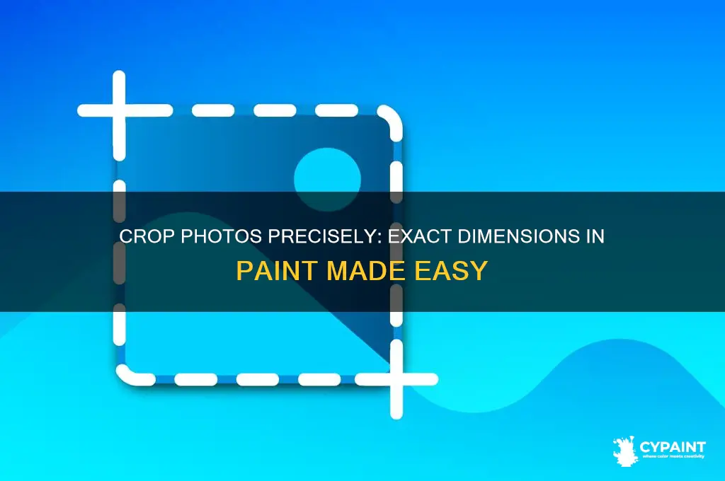 Crop Photos Precisely: Exact Dimensions In Paint Made Easy | CyPaint