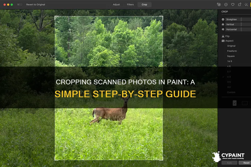 Cropping Scanned Photos In Paint: A Simple Step-By-Step Guide | CyPaint