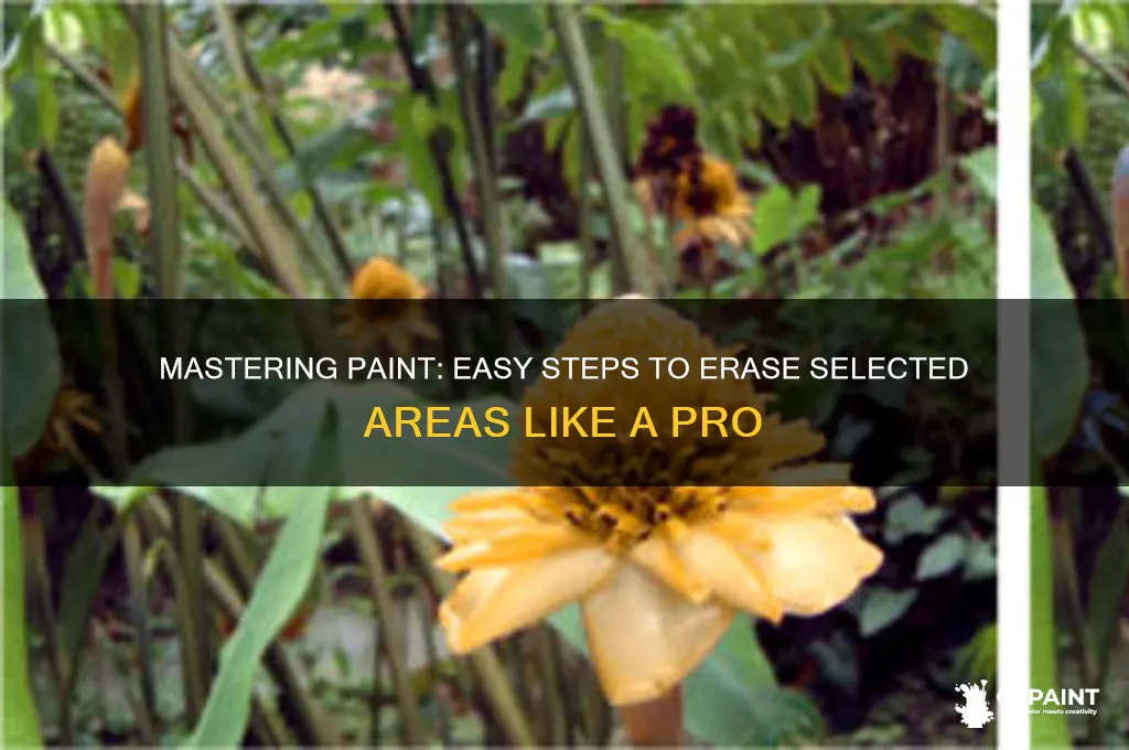 Mastering Paint: Easy Steps To Erase Selected Areas Like A Pro | CyPaint