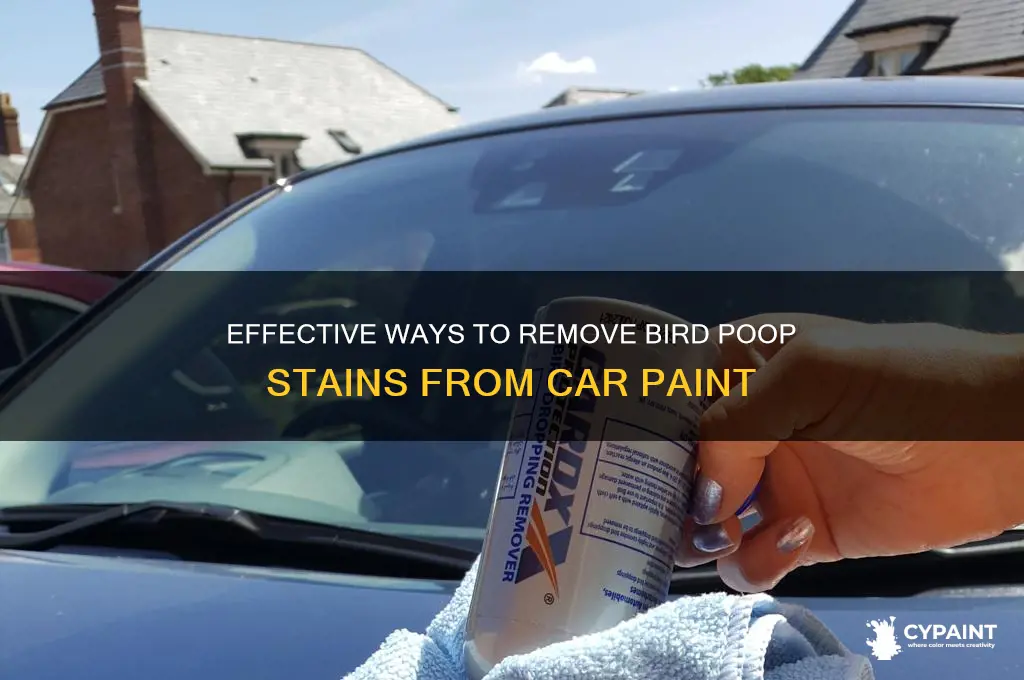 Effective Ways To Remove Bird Poop Stains From Car Paint | CyPaint