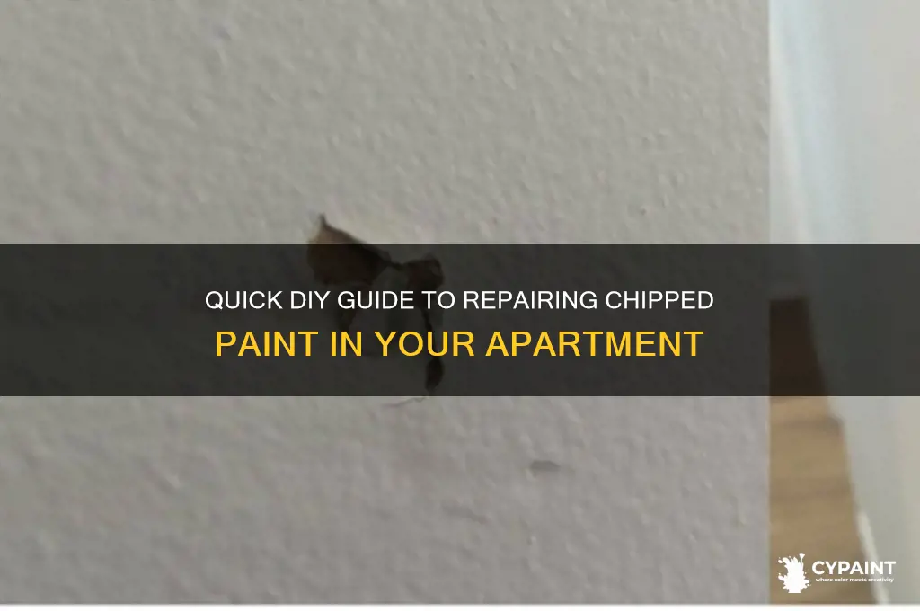 Quick Diy Guide To Repairing Chipped Paint In Your Apartment | CyPaint