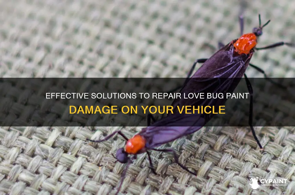 Effective Solutions To Repair Love Bug Paint Damage On Your Vehicle ...