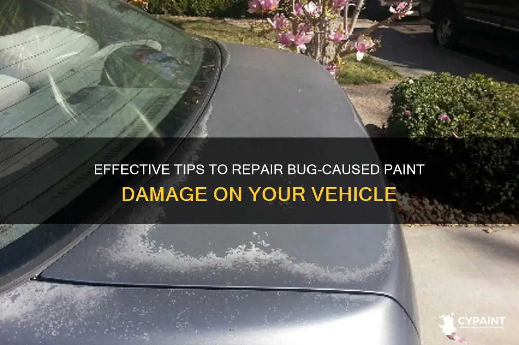 Effective Tips To Repair Bug-Caused Paint Damage On Your Vehicle | CyPaint