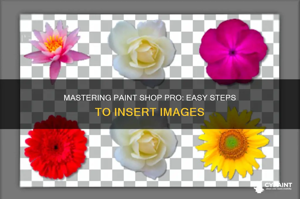 Mastering Paint Shop Pro: Easy Steps To Insert Images | CyPaint