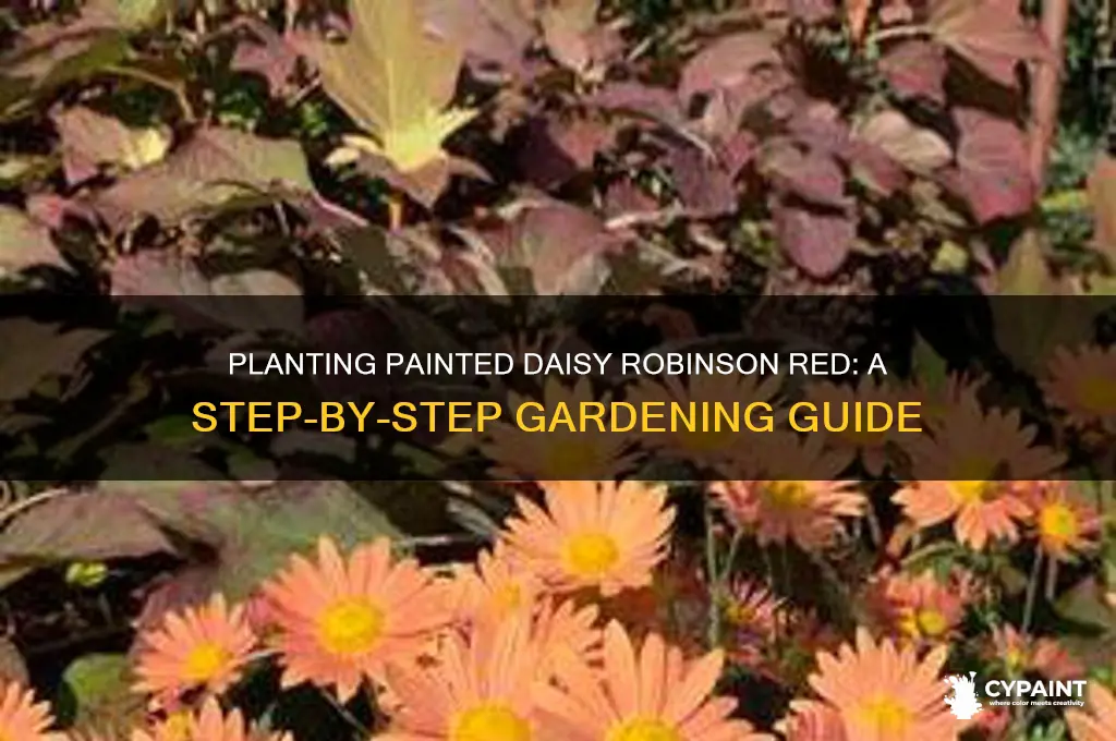 Planting Painted Daisy Robinson Red: A Step-By-Step Gardening Guide ...