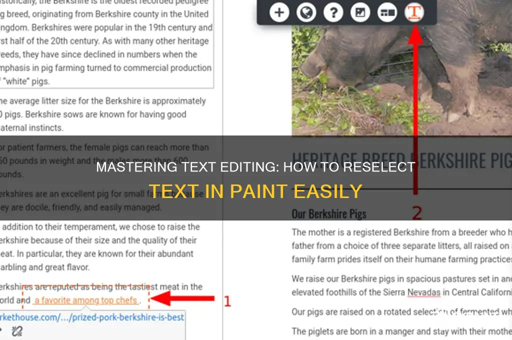 Mastering Text Editing: How To Reselect Text In Paint Easily | CyPaint