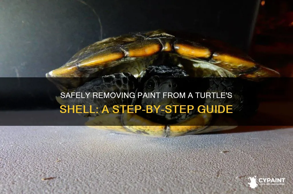 Safely Removing Paint From A Turtle's Shell: A Step-By-Step Guide | CyPaint