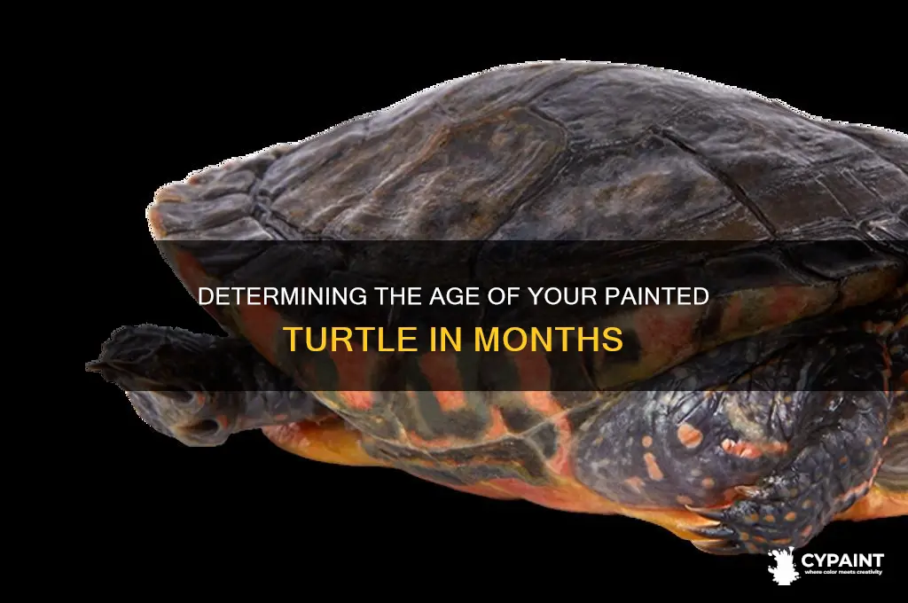 Determining The Age Of Your Painted Turtle In Months | CyPaint