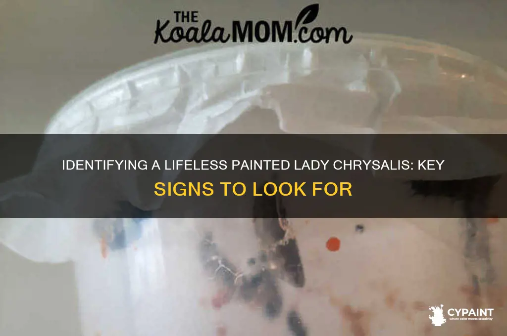 Identifying A Lifeless Painted Lady Chrysalis: Key Signs To Look For ...