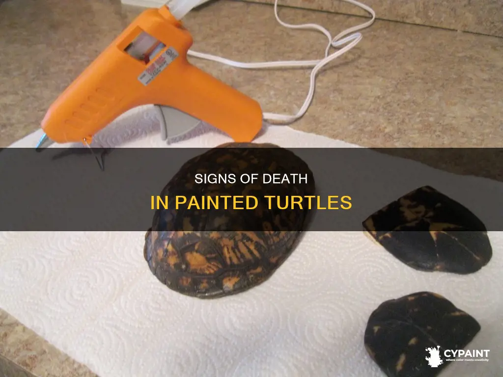 Signs Of Death In Painted Turtles | CyPaint
