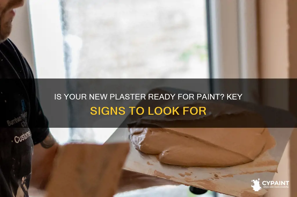Is Your New Plaster Ready For Paint? Key Signs To Look For | CyPaint