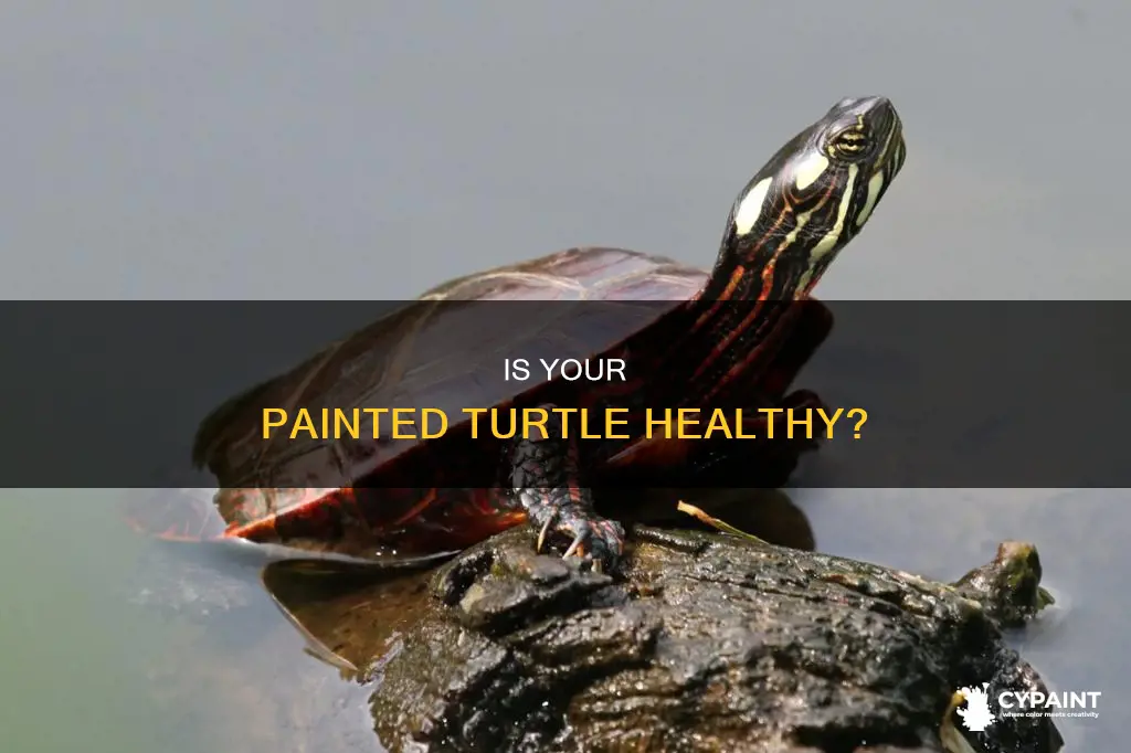 Is Your Painted Turtle Healthy? | CyPaint