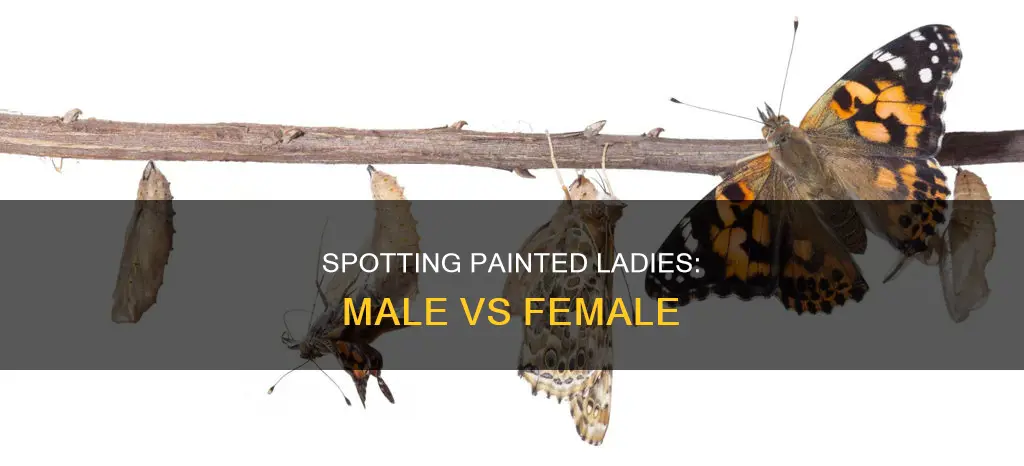 Spotting Painted Ladies: Male Vs Female | CyPaint