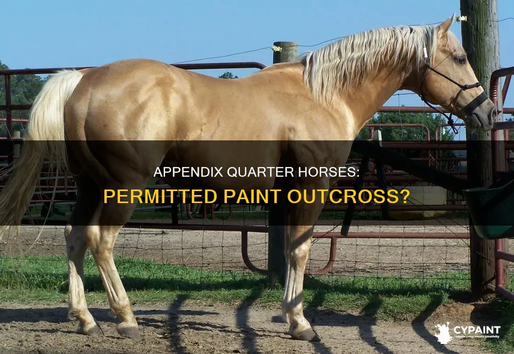 Appendix Quarter Horses: Permitted Paint Outcross? | CyPaint