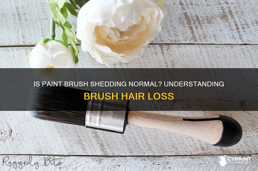Is Paint Brush Shedding Normal? Understanding Brush Hair Loss | CyPaint