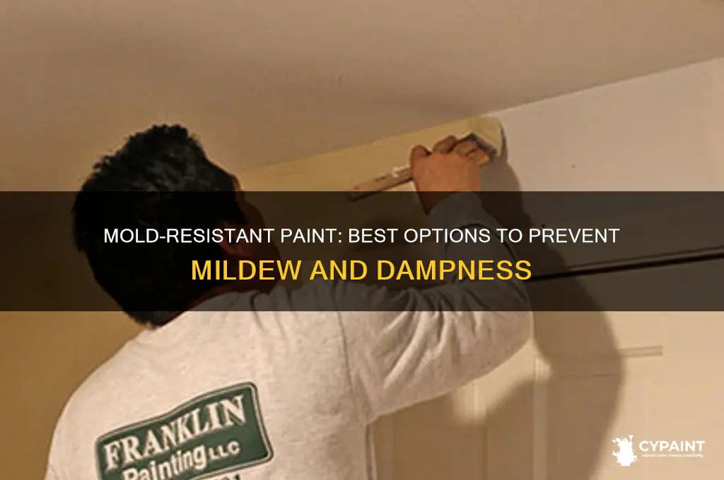 Mold-Resistant Paint: Best Options To Prevent Mildew And Dampness | CyPaint