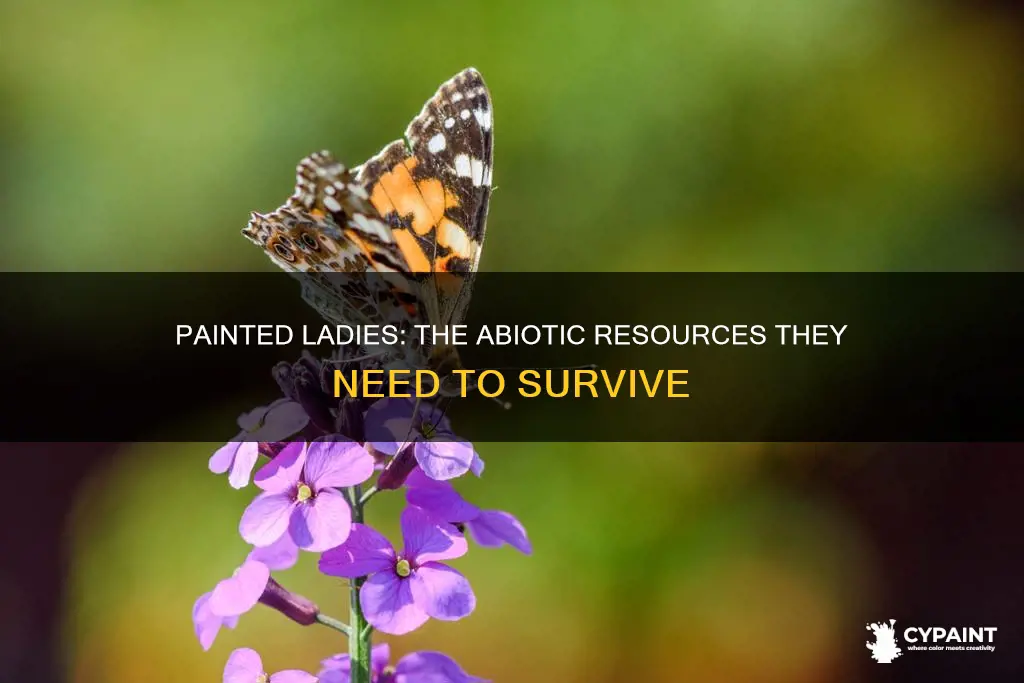 Painted Ladies: The Abiotic Resources They Need To Survive | CyPaint