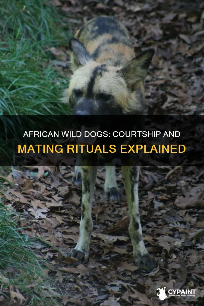 African Wild Dogs: Courtship And Mating Rituals Explained | CyPaint