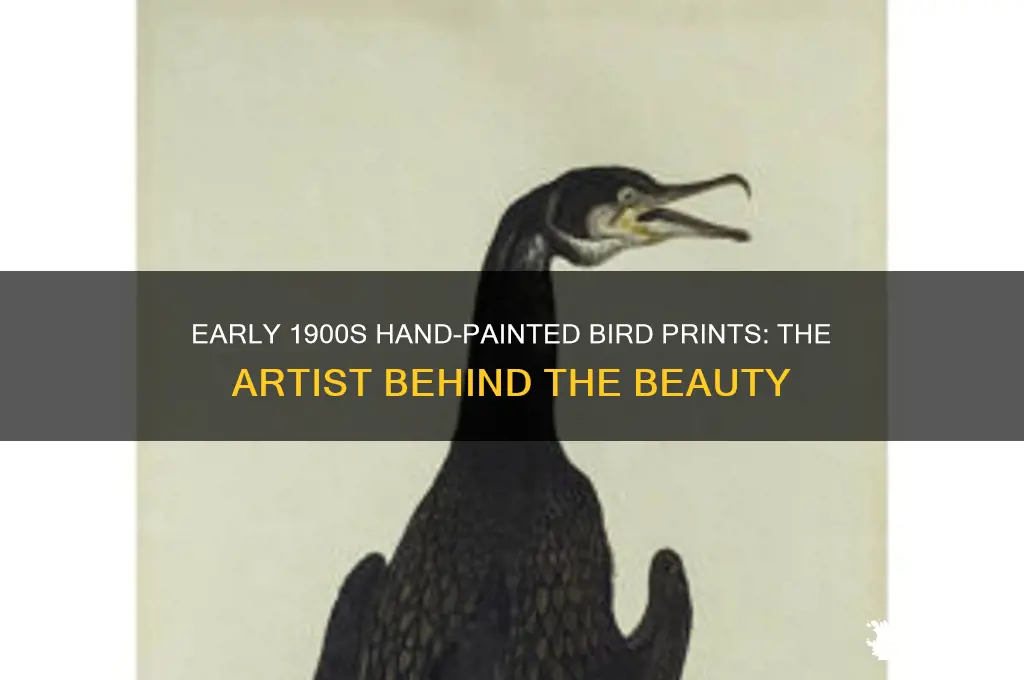 Early 1900S Hand-Painted Bird Prints: The Artist Behind The Beauty ...