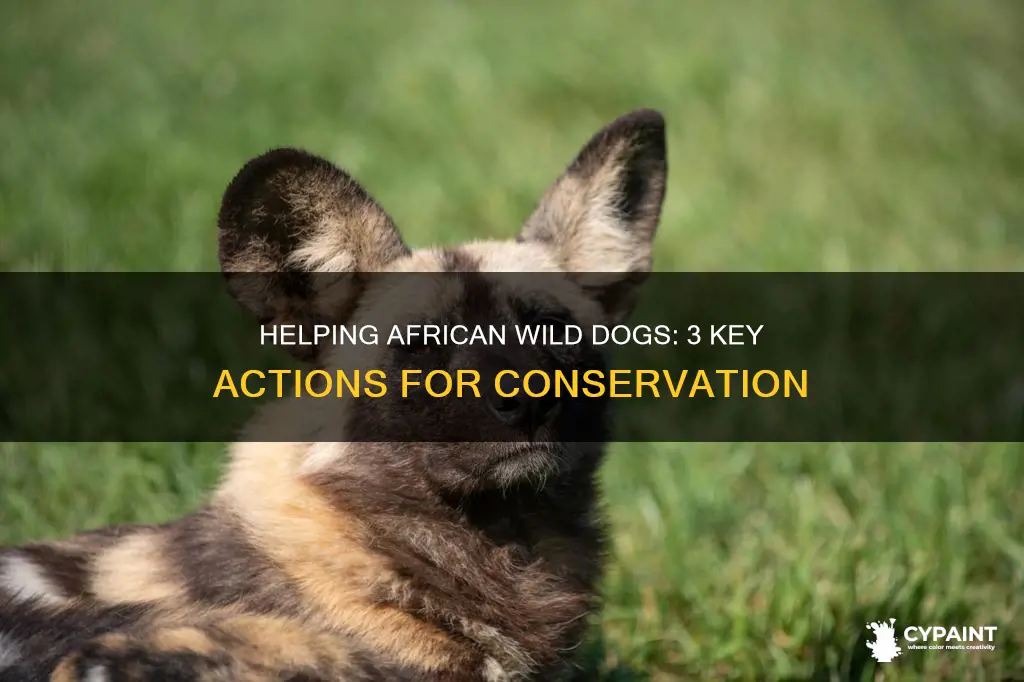 Helping African Wild Dogs: 3 Key Actions For Conservation | CyPaint