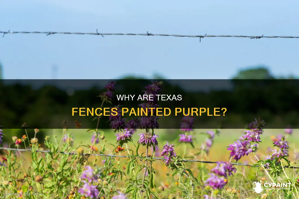 Why Are Texas Fences Painted Purple? | CyPaint