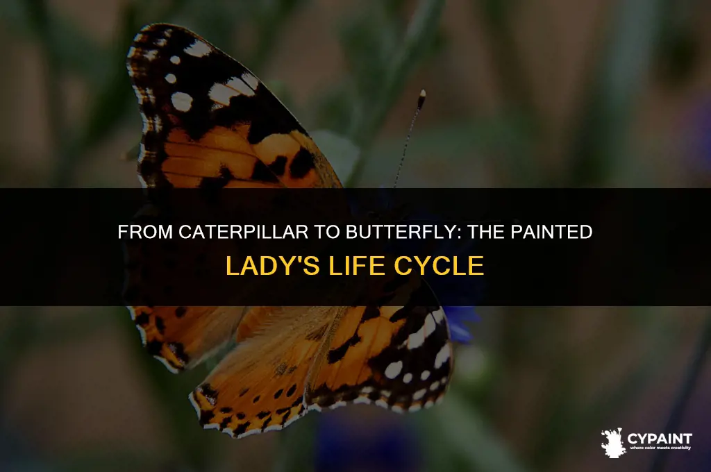 From Caterpillar To Butterfly: The Painted Lady's Life Cycle | CyPaint