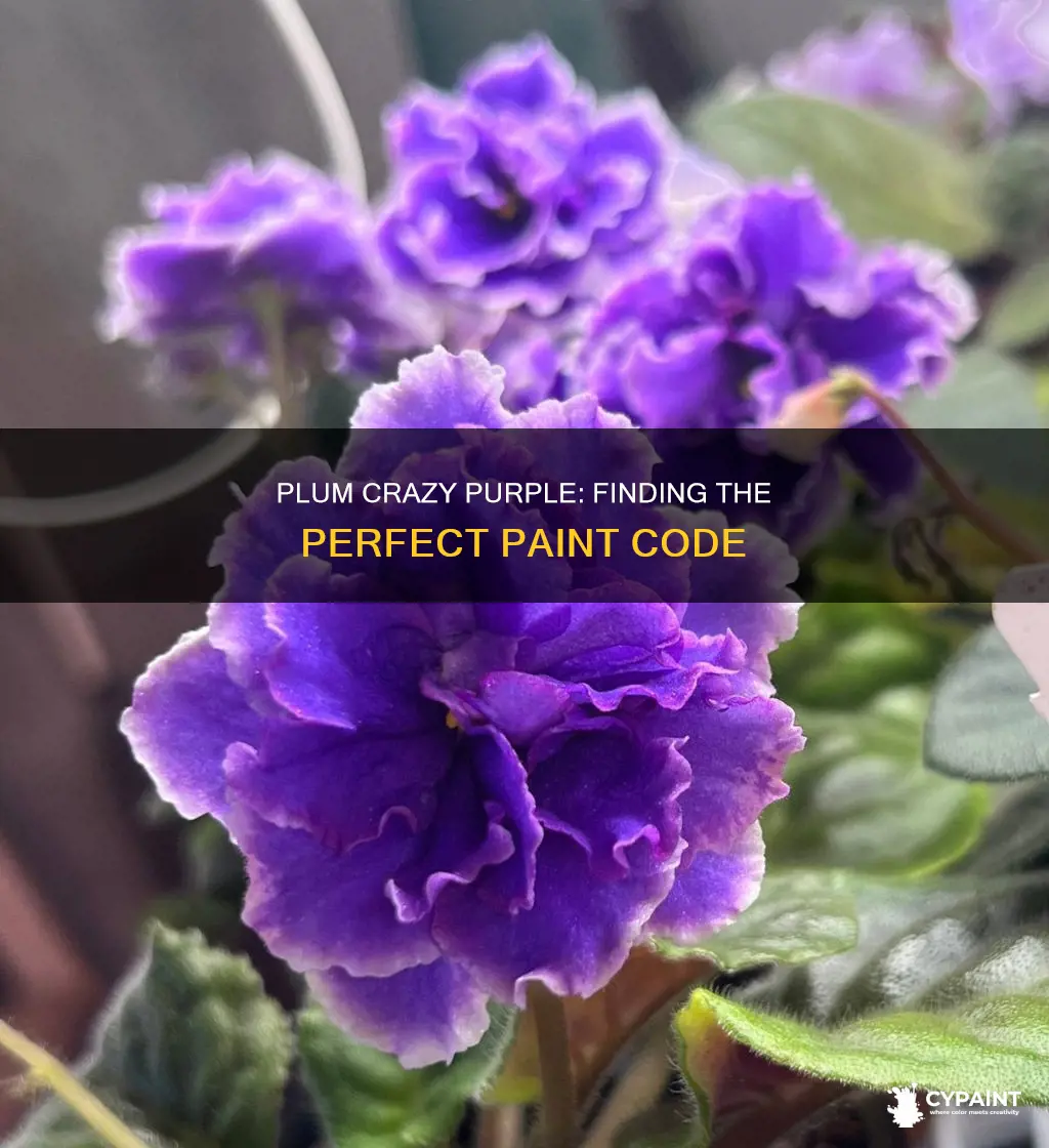Plum Crazy Purple: Finding The Perfect Paint Code | CyPaint