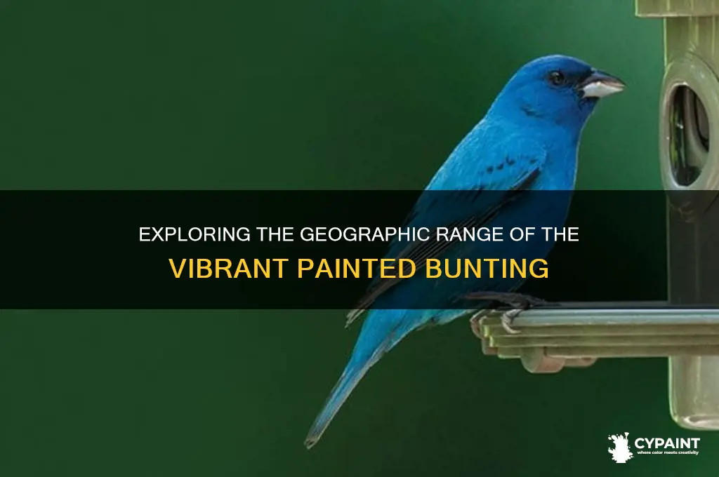 Exploring The Geographic Range Of The Vibrant Painted Bunting | CyPaint