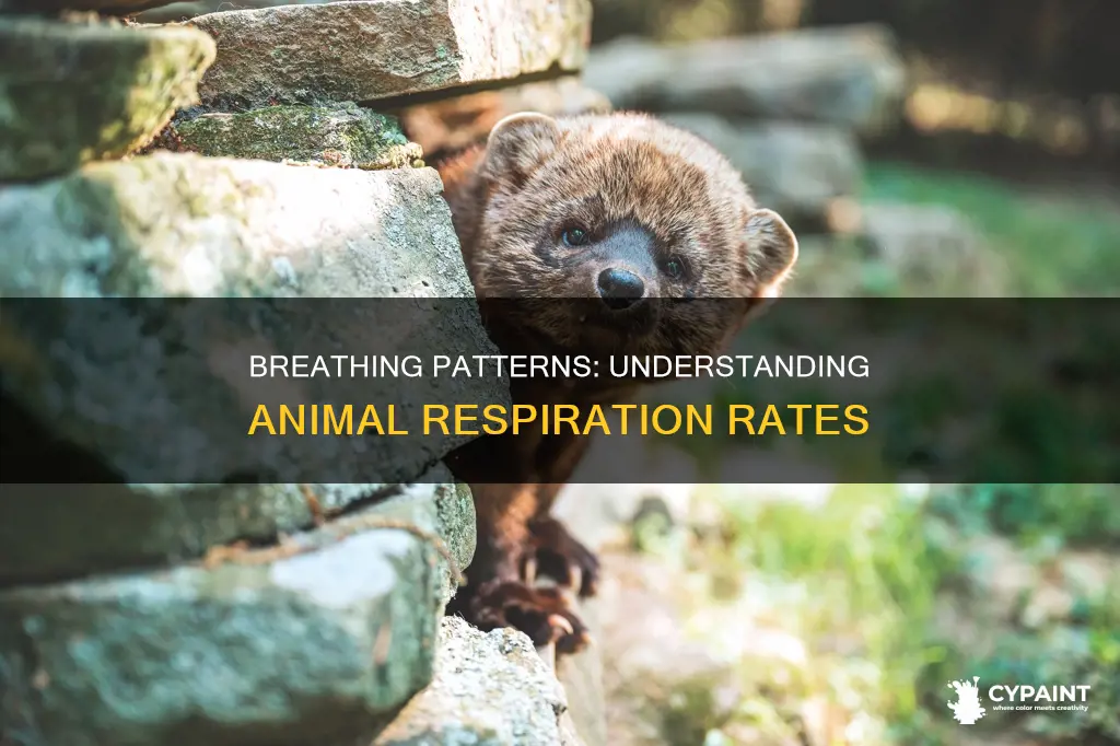 Breathing Patterns: Understanding Animal Respiration Rates | CyPaint
