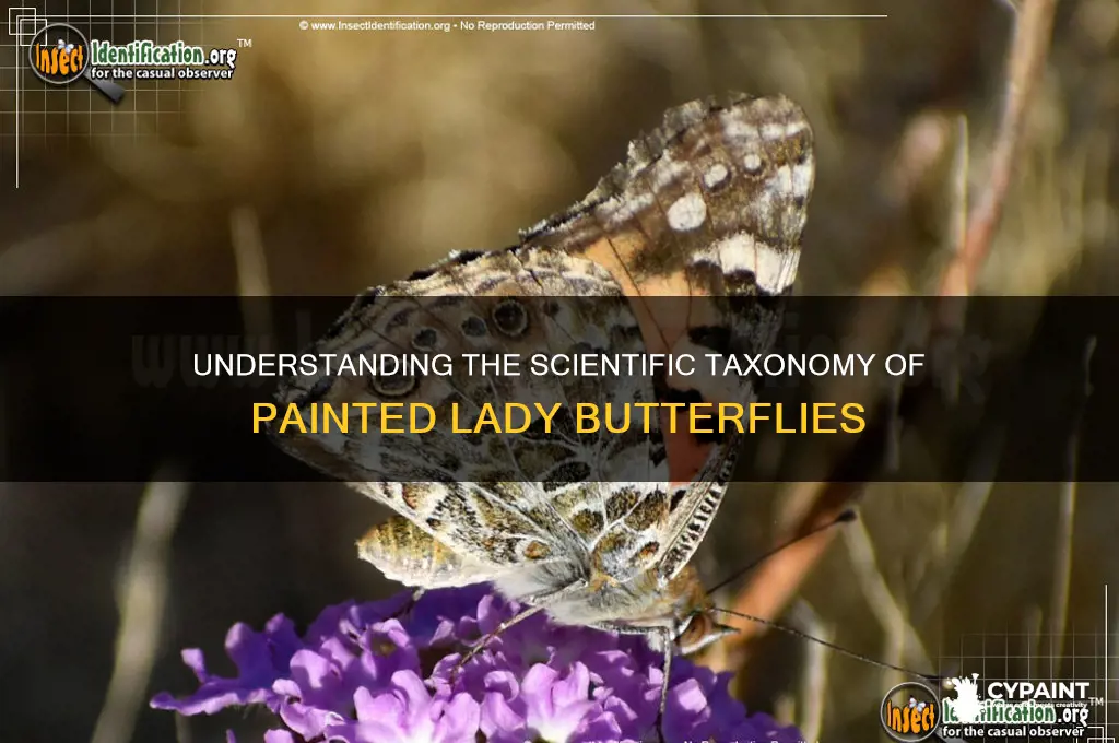 Understanding The Scientific Taxonomy Of Painted Lady Butterflies | CyPaint