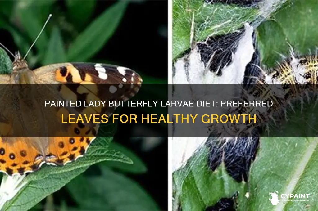 Painted Lady Butterfly Larvae Diet: Preferred Leaves For Healthy Growth ...